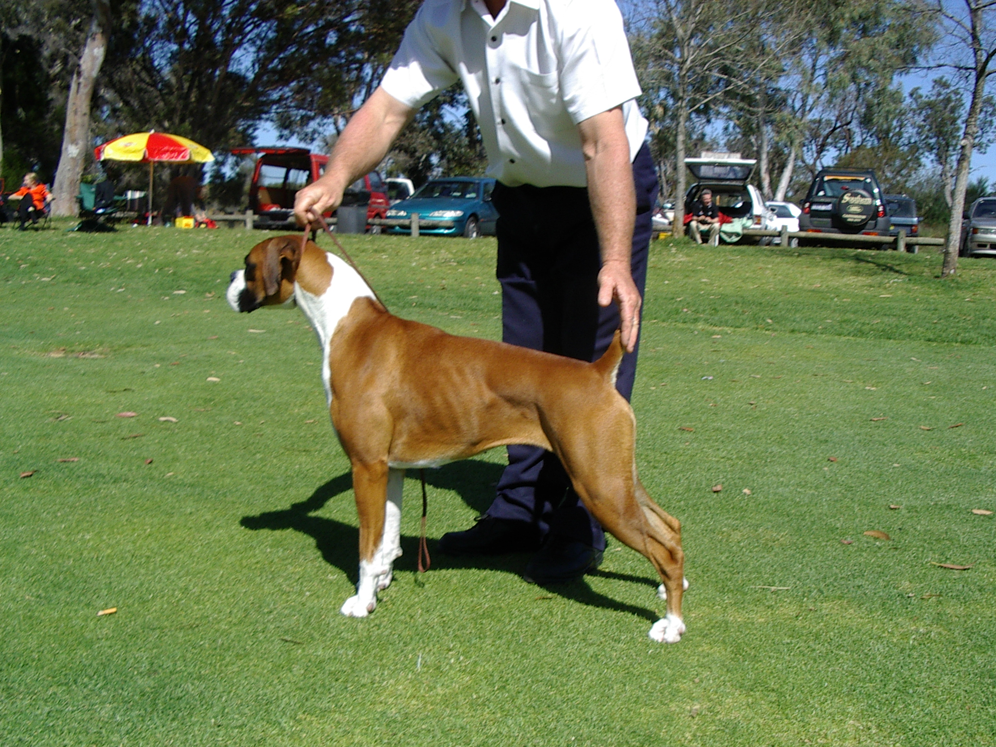 Carlberry Boxers » Rainbow Bridge