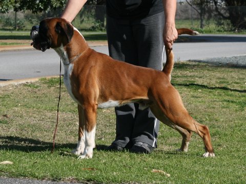 Carlberry Boxers » Rainbow Bridge