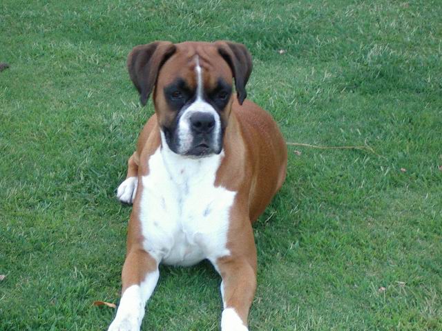 Carlberry Boxers » Rainbow Bridge